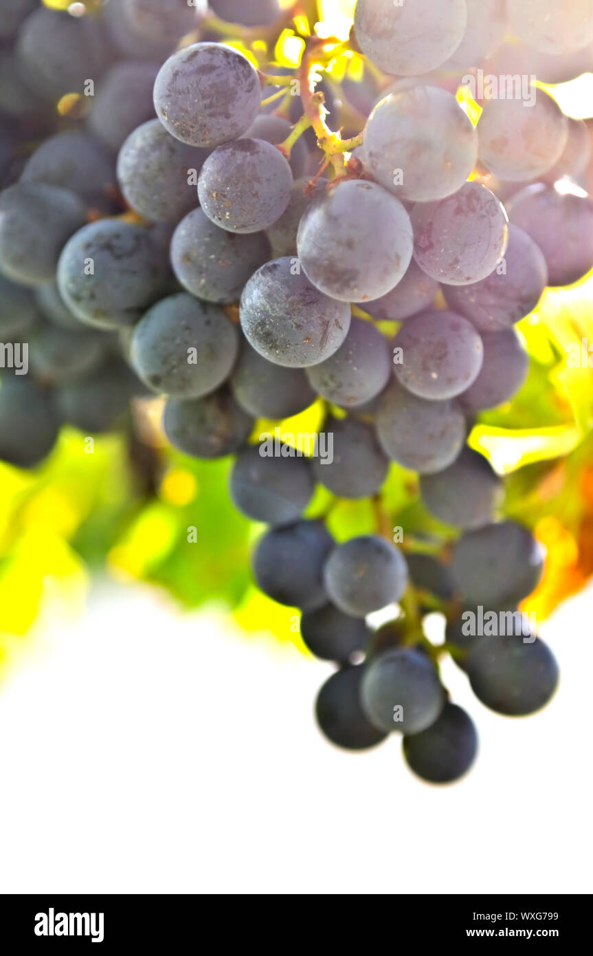 Red grapes growing on vine in bright sunshine Stock Photo - Alamy