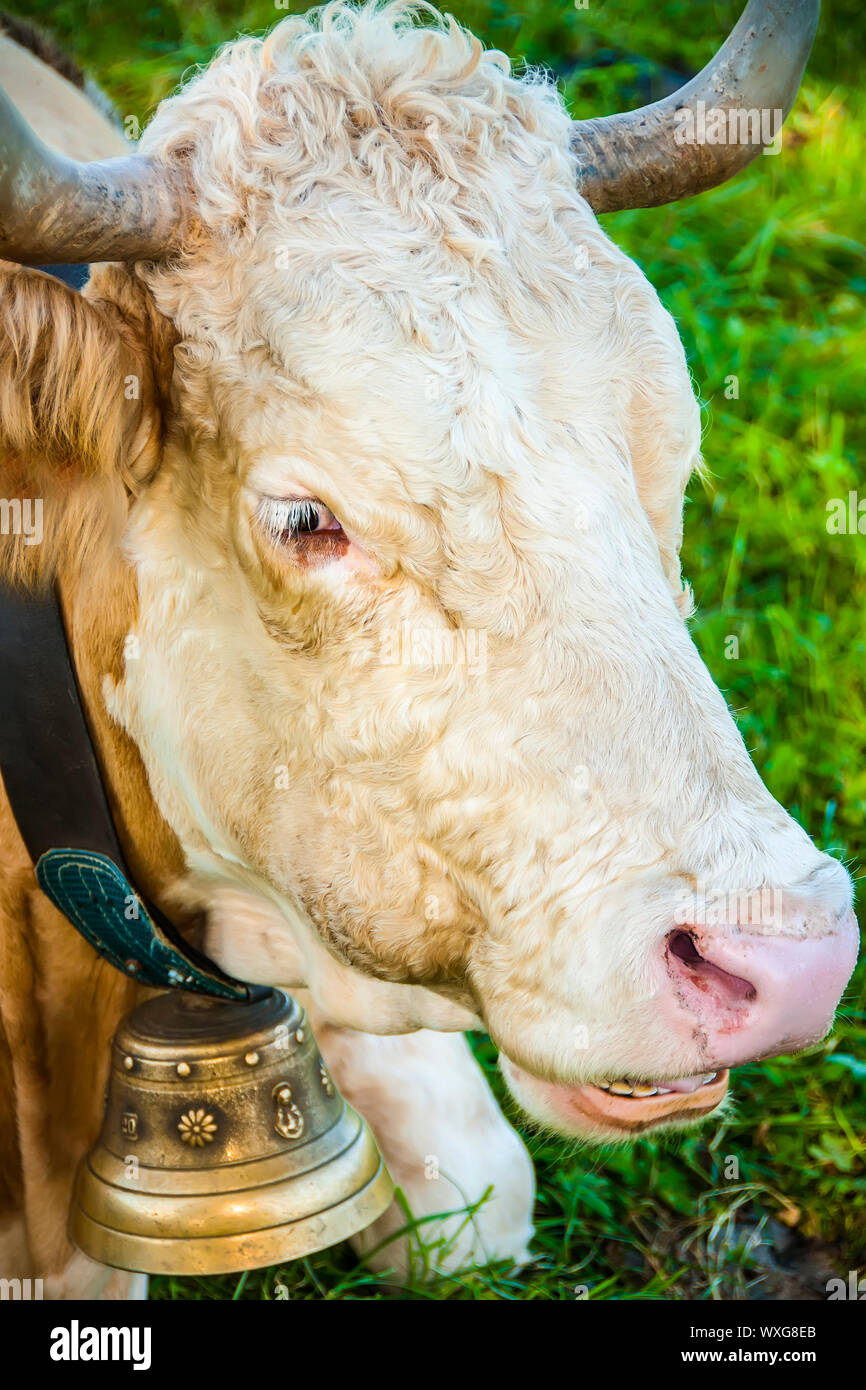 Portrait of a Bavarian cow with a bell around the neck Stock Photo - Alamy