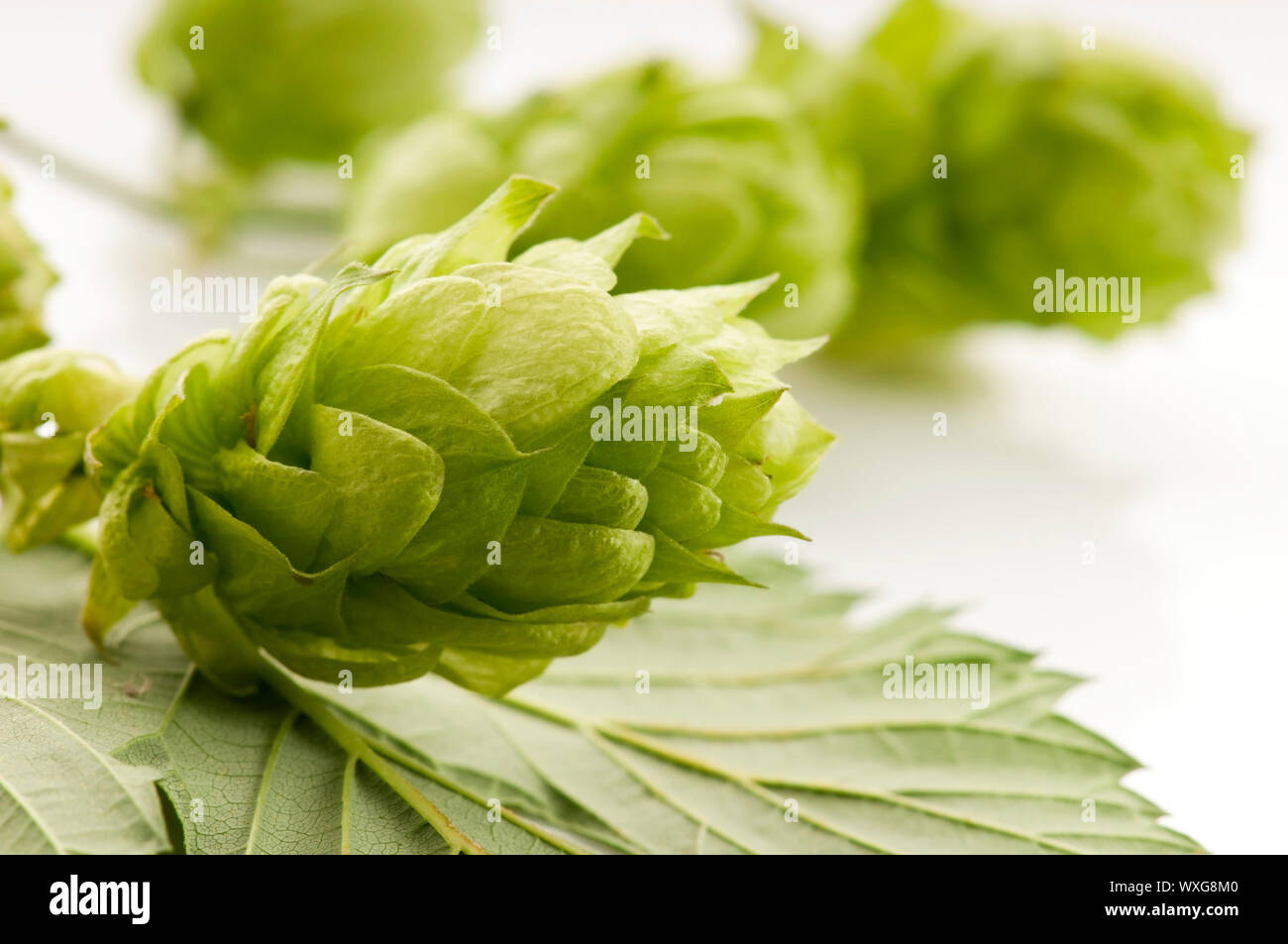 Hop cone and leaves on white background Stock Photo - Alamy