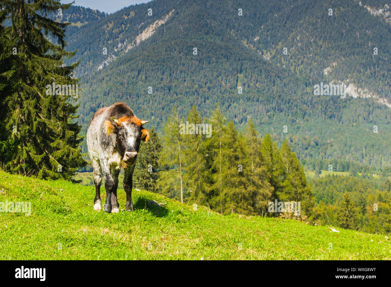 cows in the green meadows of the alps in Europe Stock Photo - Alamy