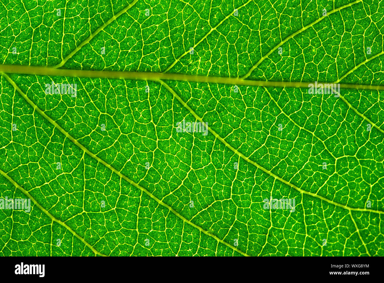 structure of leaf natural background Stock Photo - Alamy