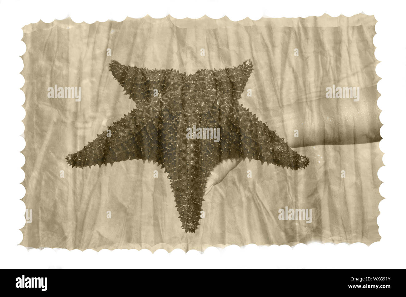 Sea shell mollusk hand Cut Out Stock Images & Pictures - Alamy