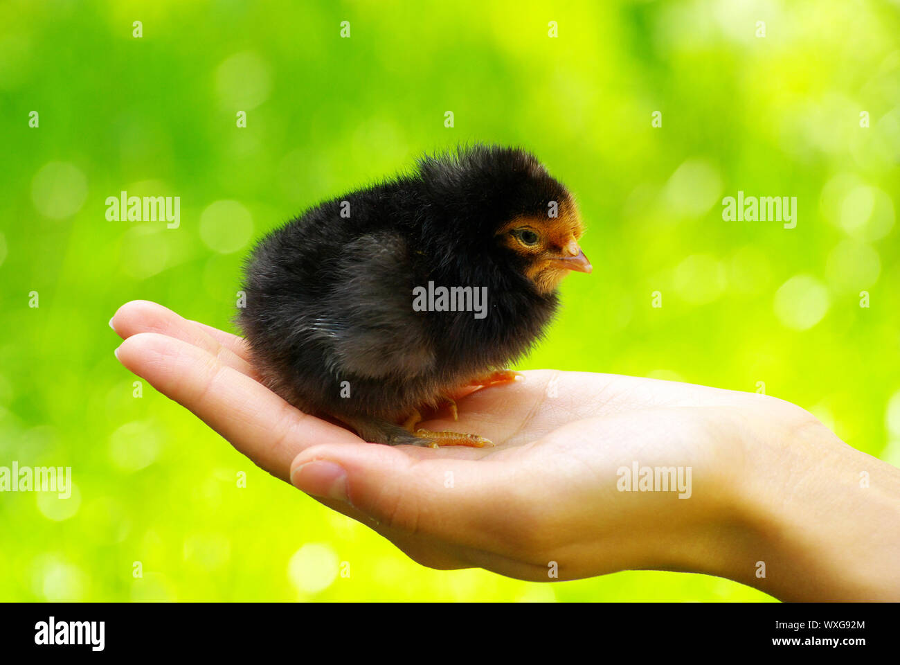 Hand hold caring for a small chicken Stock Photo - Alamy