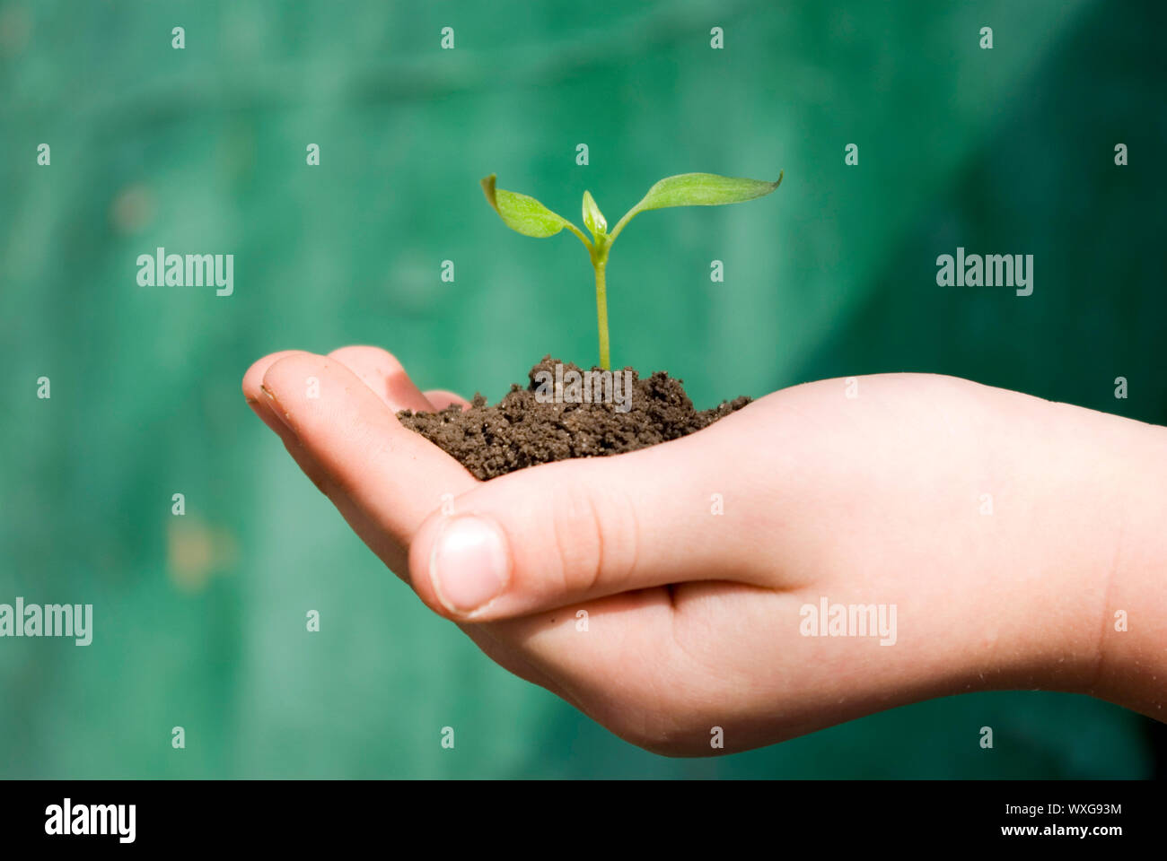 Hands holding sapling in soil Stock Photo - Alamy