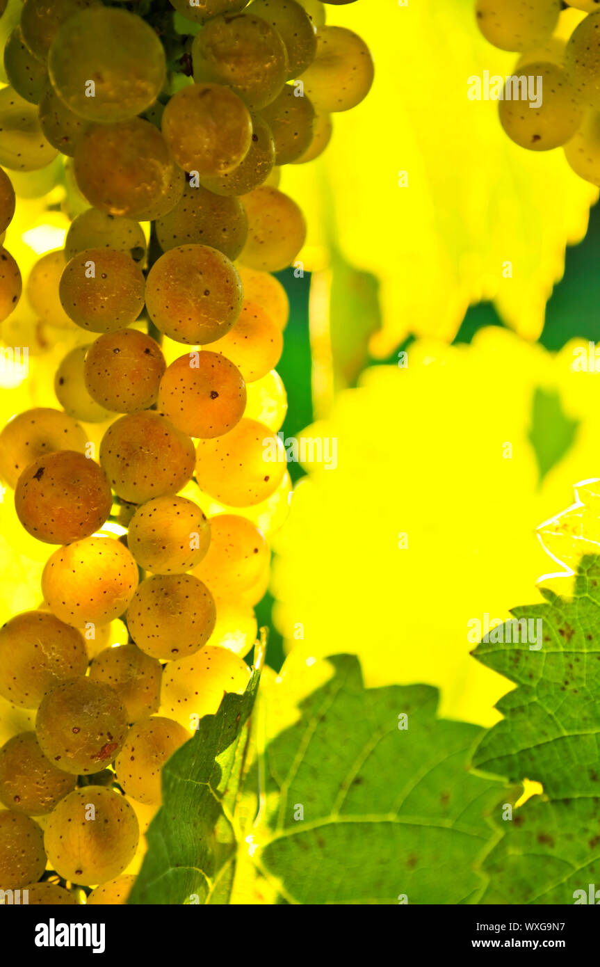 Yellow grapes growing on vine in bright sunshine Stock Photo - Alamy