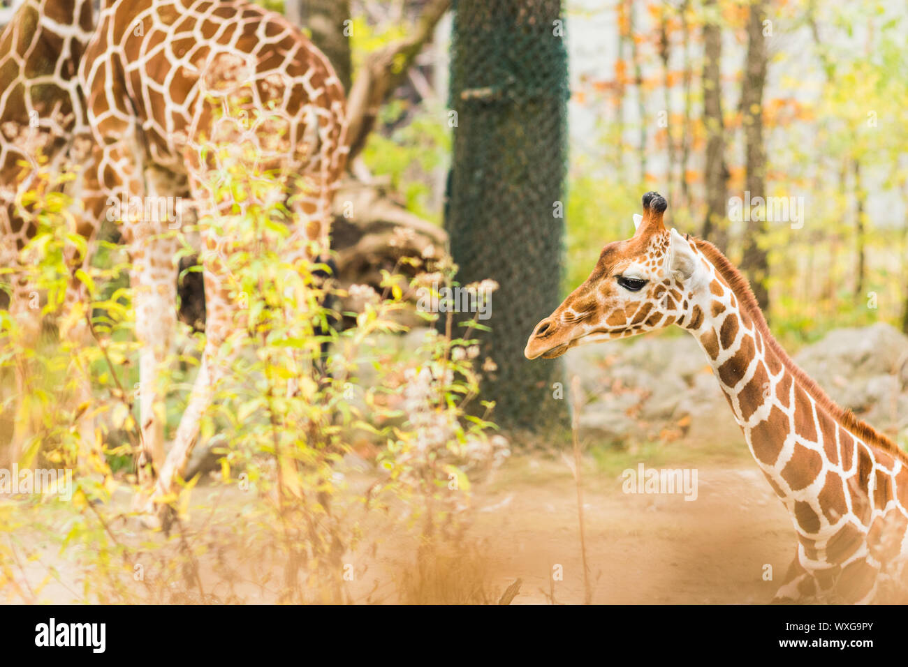 Giraffe in the outdoors during summer Stock Photo - Alamy