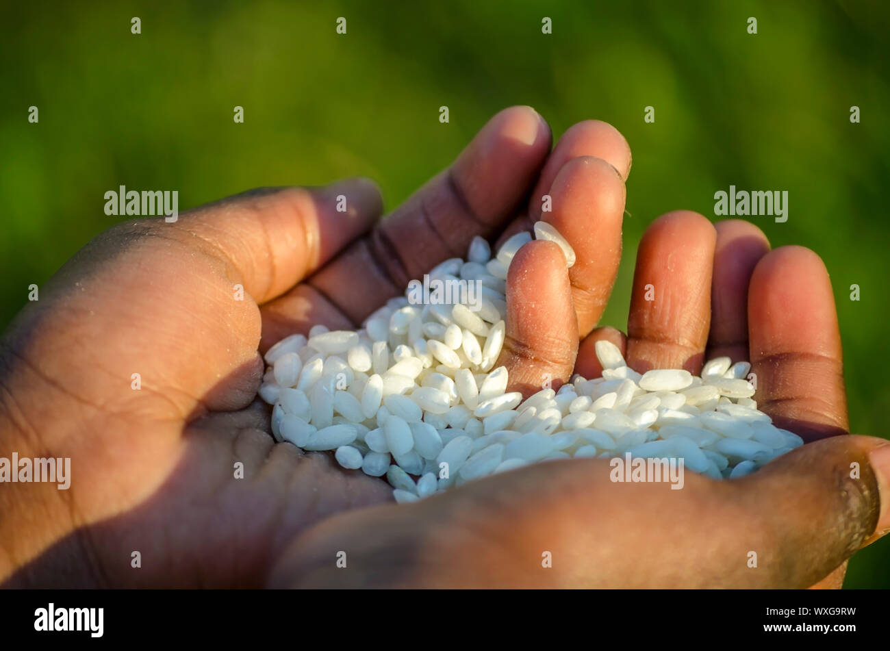 Closeup of African child holding rice. Concept of hunger in Africa ...