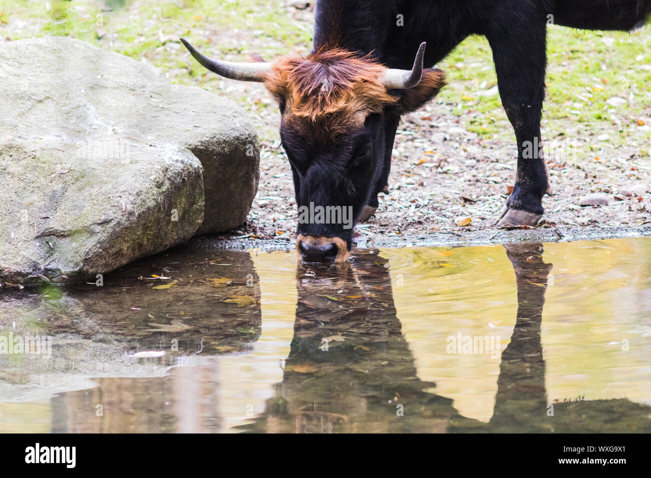 The Auroch also Urus (Bos Primigenius). Wildlife Stock Photo - Alamy
