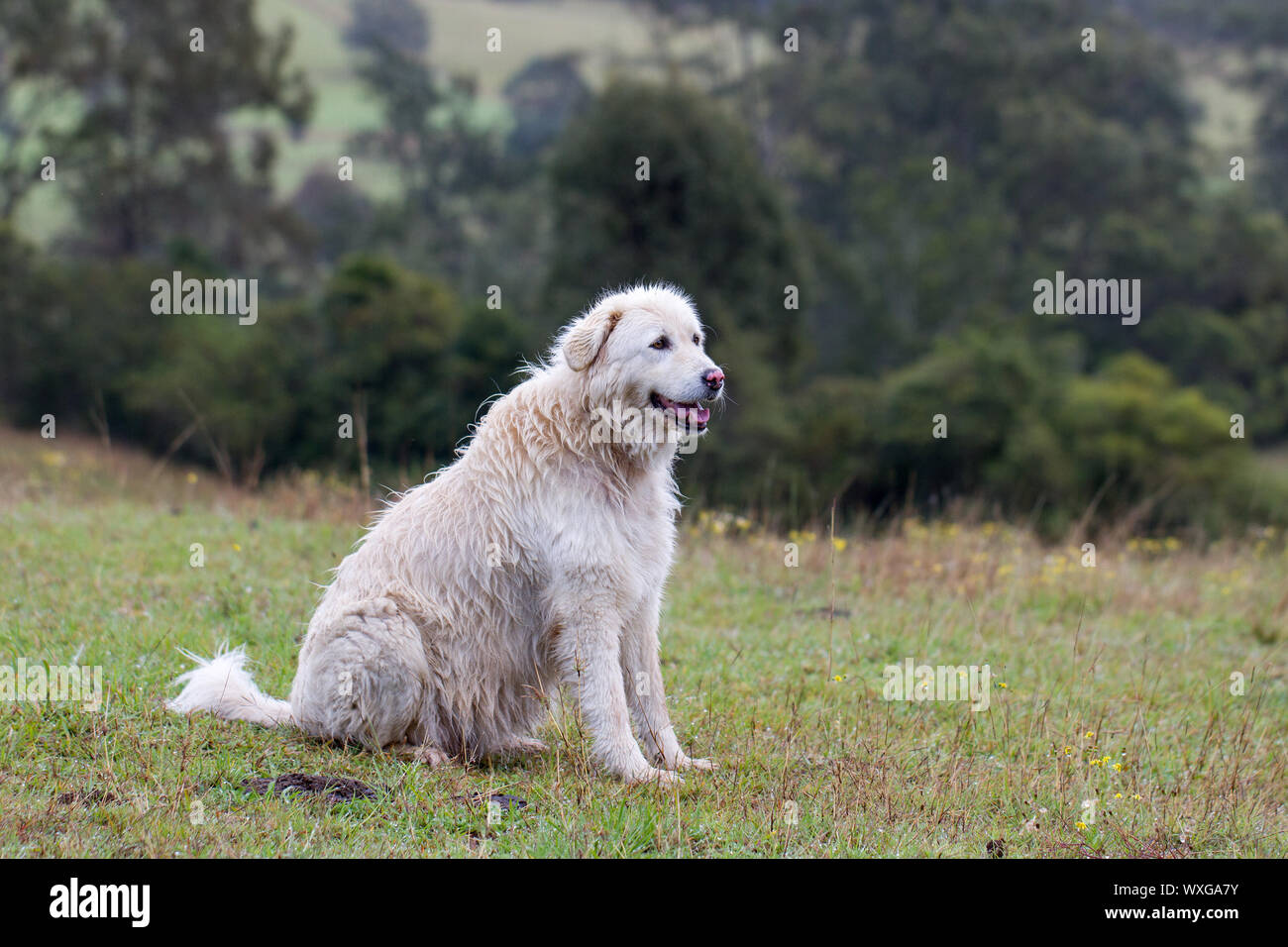 Maremma dog hi-res stock photography and images - Alamy
