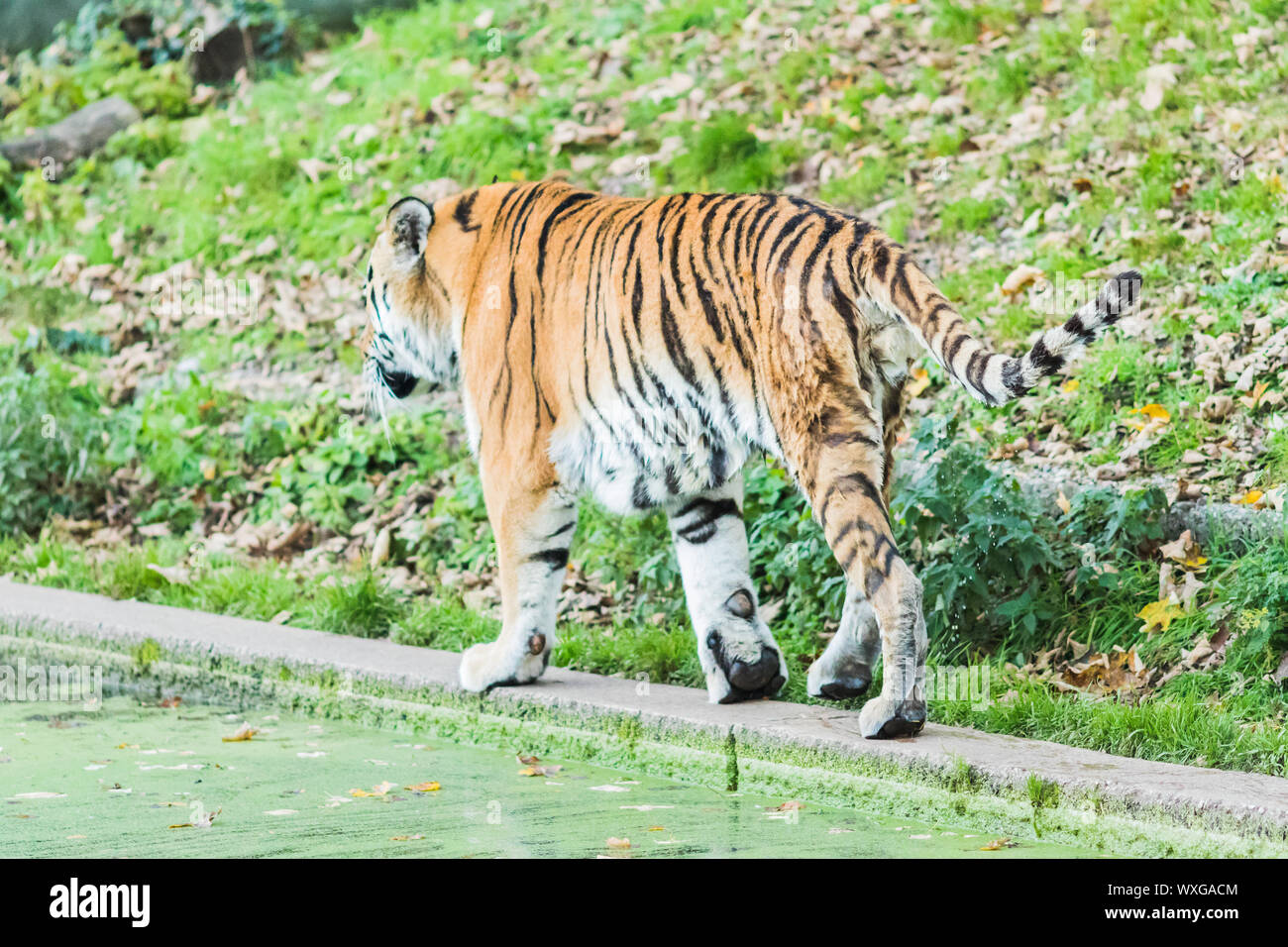 A Wild Bengal Tiger (Panthera Tigris Tigris) in the jungle Stock Photo ...