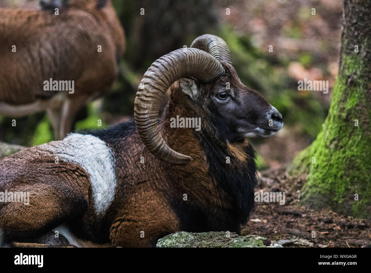 Muflon female hi-res stock photography and images - Alamy
