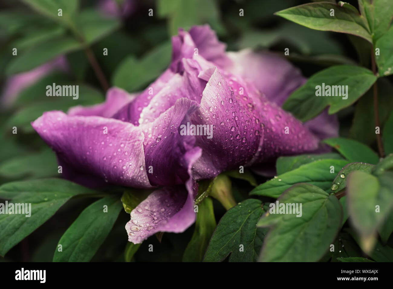 Floral natural background from pink peony flower with green leaves ...