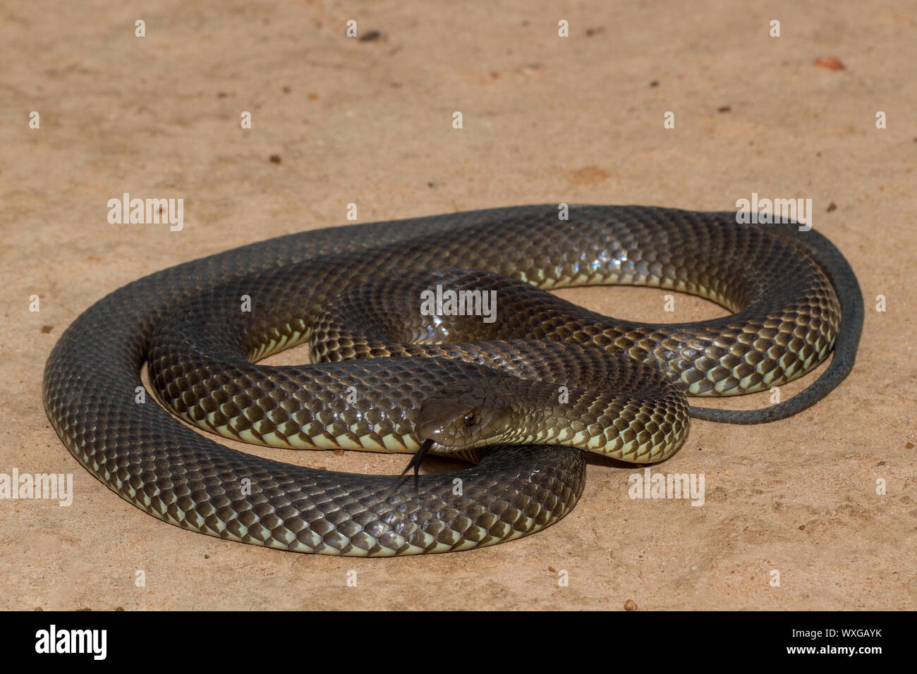 Mulga snake hi-res stock photography and images - Alamy