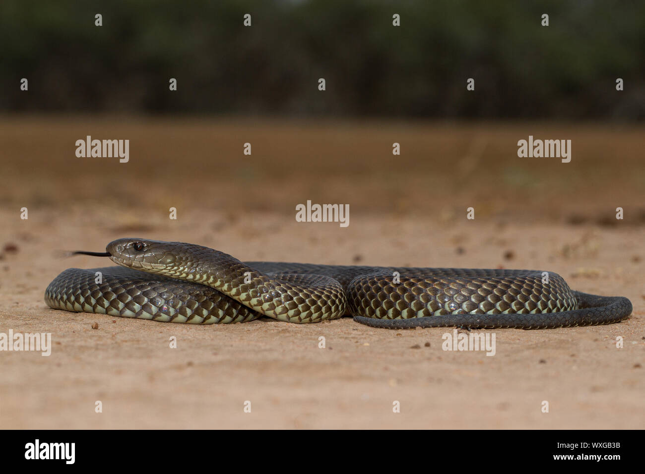 Mulga snake hi-res stock photography and images - Alamy