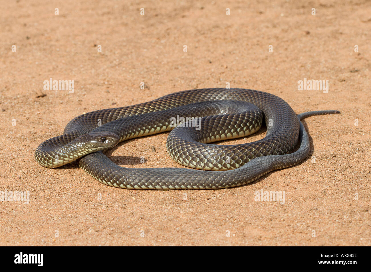 Mulga snake hi-res stock photography and images - Alamy