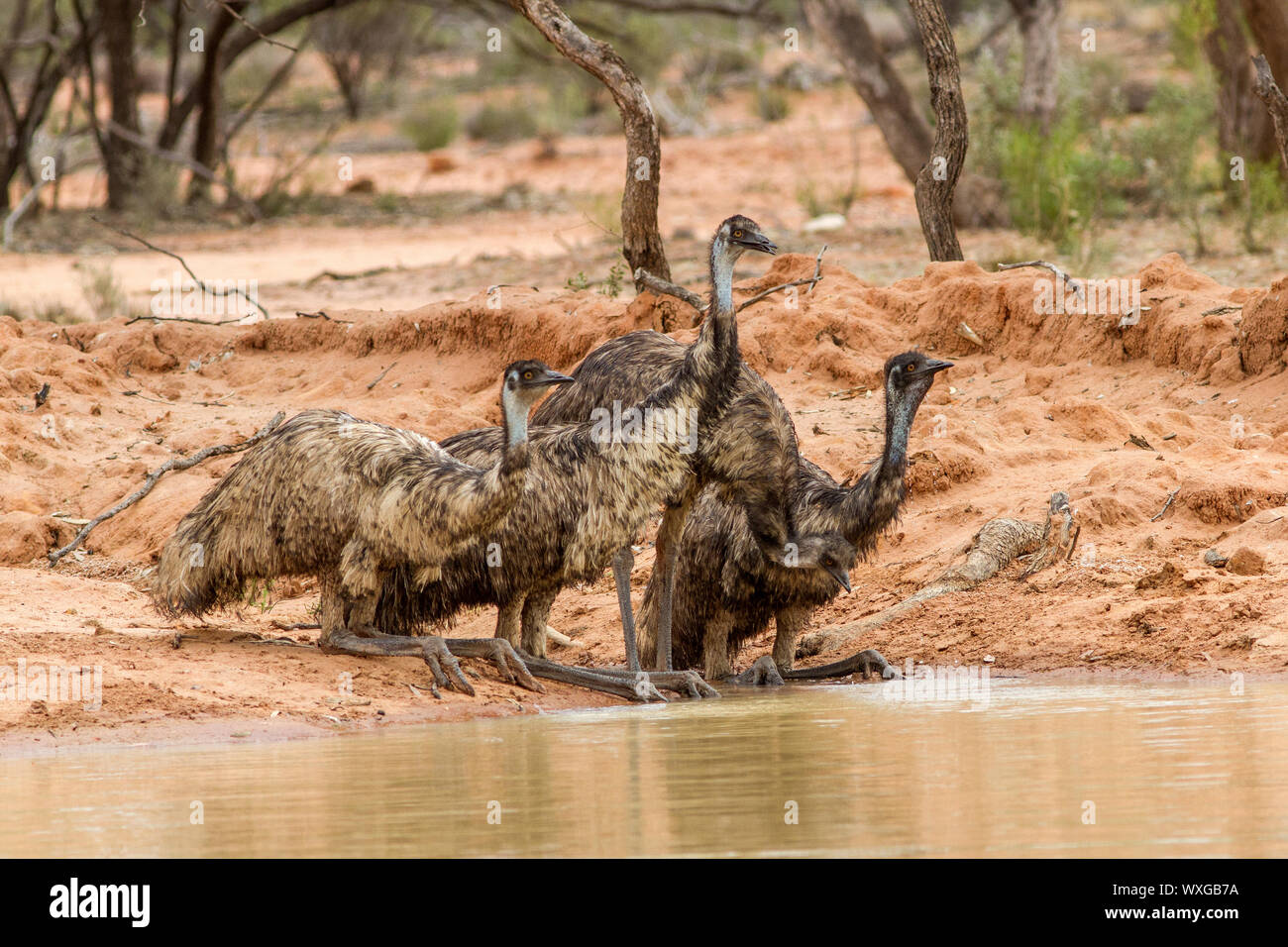 Flock of emus hi-res stock photography and images - Alamy