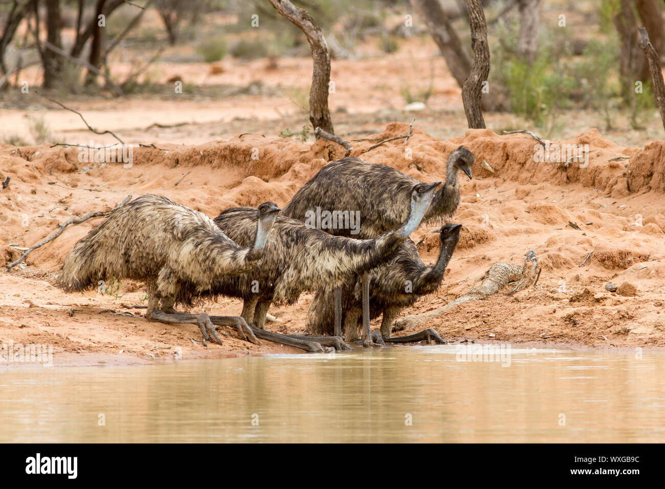 Flock of emus hi-res stock photography and images - Alamy