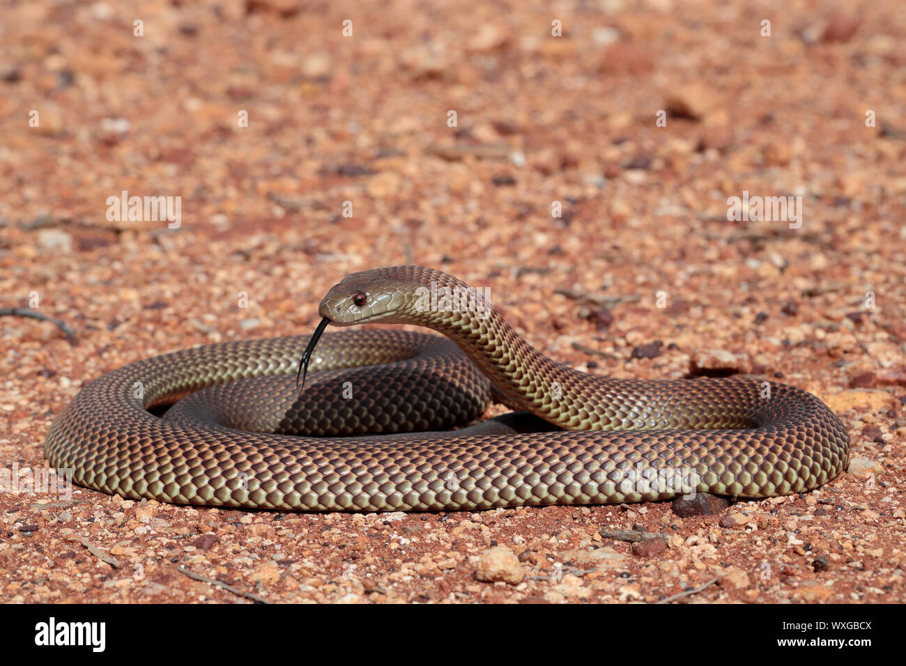 Mulga snake hi-res stock photography and images - Alamy