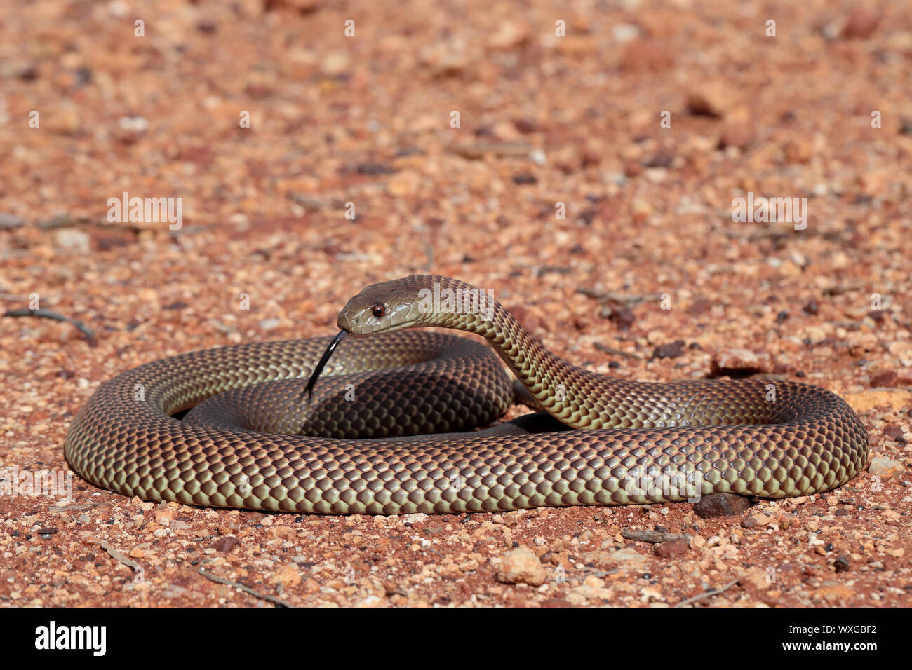 Mulga or King Brown Snake Stock Photo - Alamy
