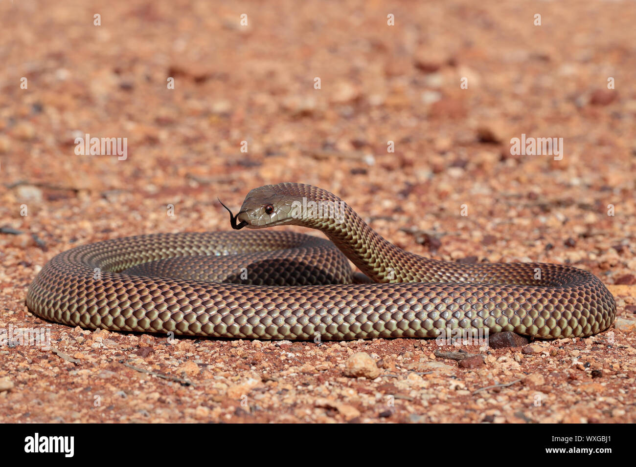 Mulga snake hi-res stock photography and images - Alamy
