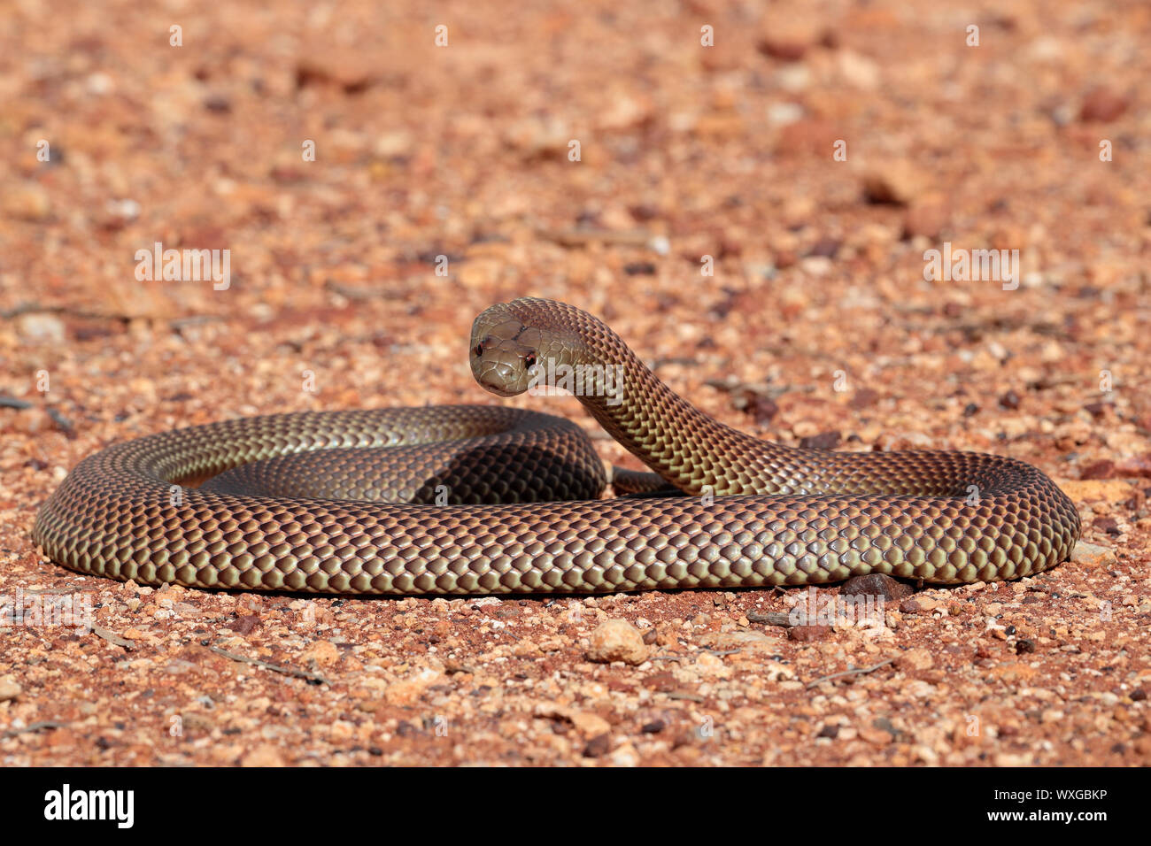 Mulga snake hi-res stock photography and images - Alamy