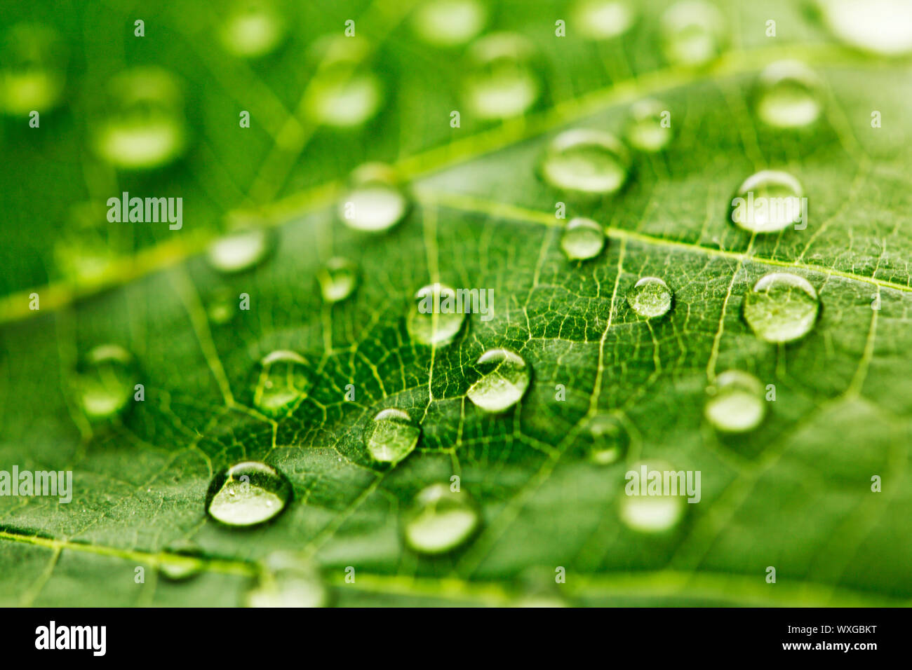 Water drop on green leaf macro Stock Photo - Alamy