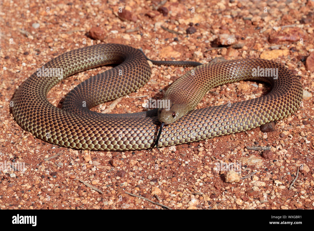 Mulga snake king brown pseudechis hi-res stock photography and images ...