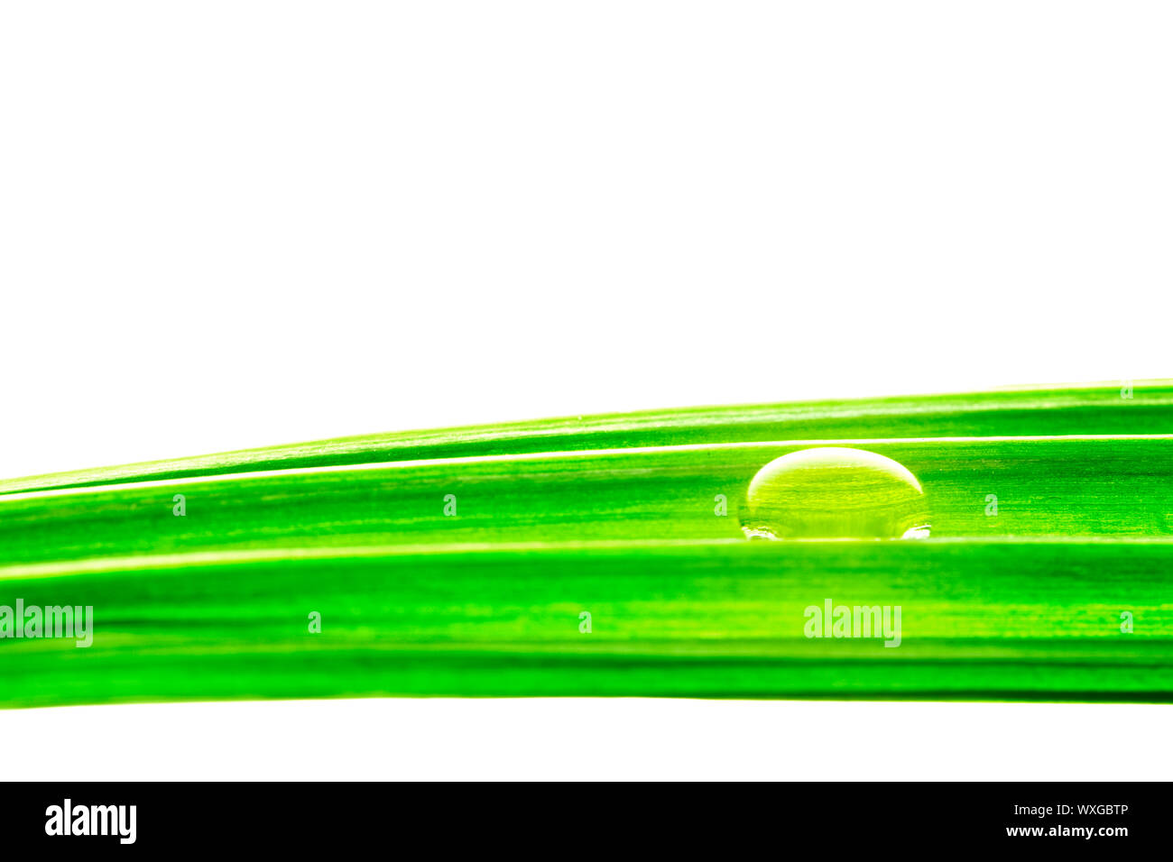 Water drops on the green grass blade isolated on white background Stock ...