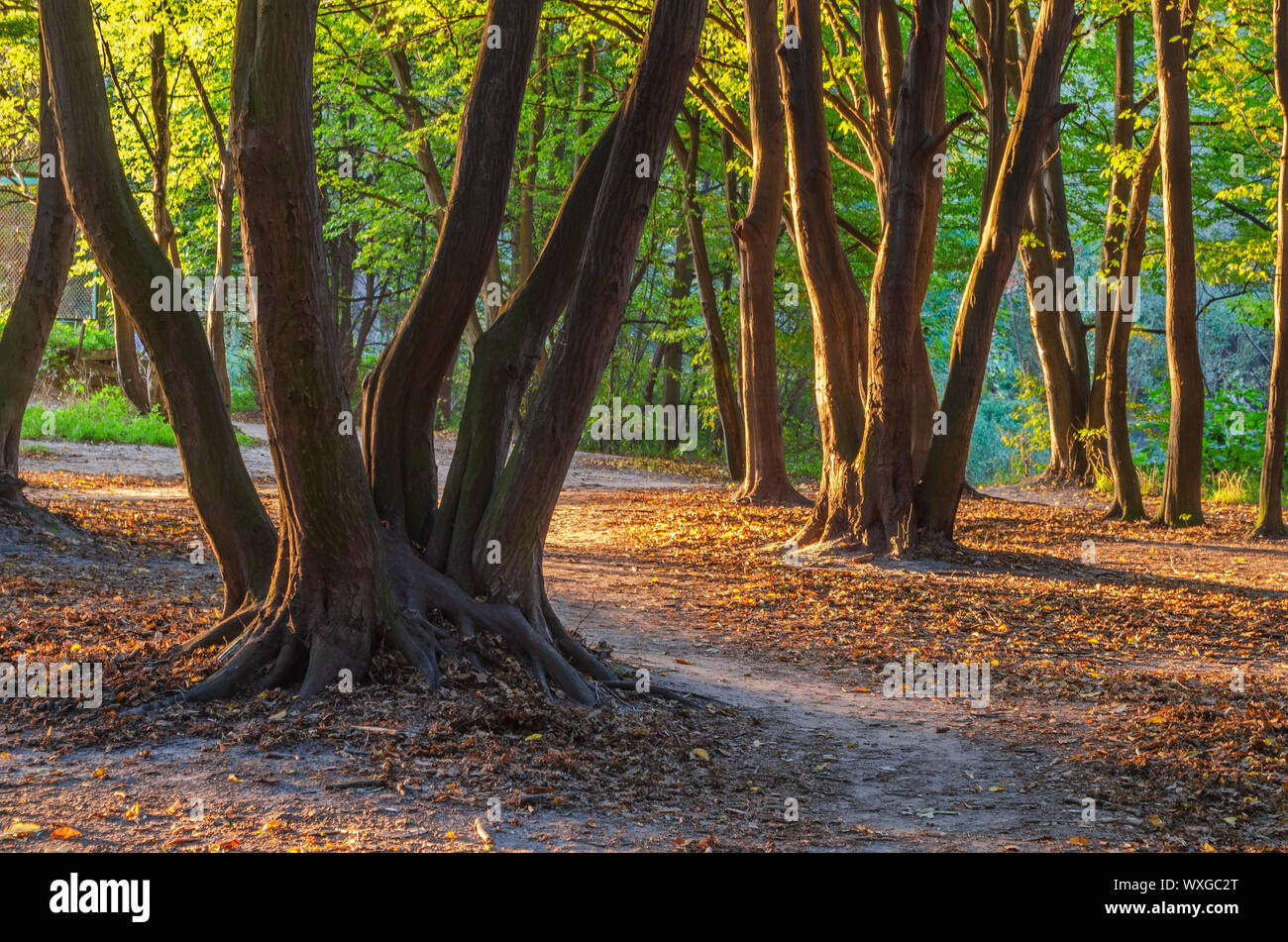 Sunny autumn forest. Path trough the old trees with yellow leaves. Warm ...