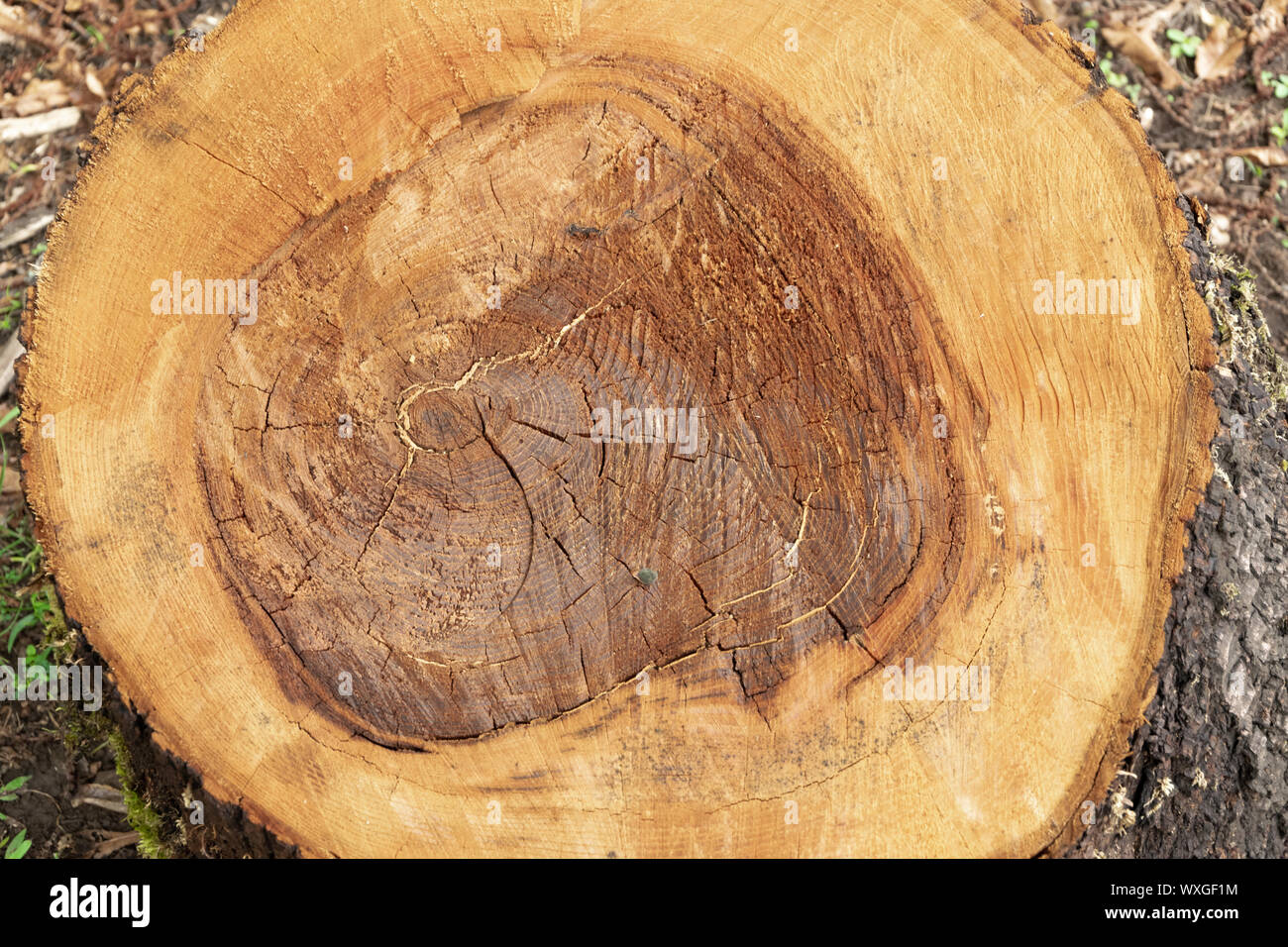 Chestnut wood industry hi-res stock photography and images - Alamy