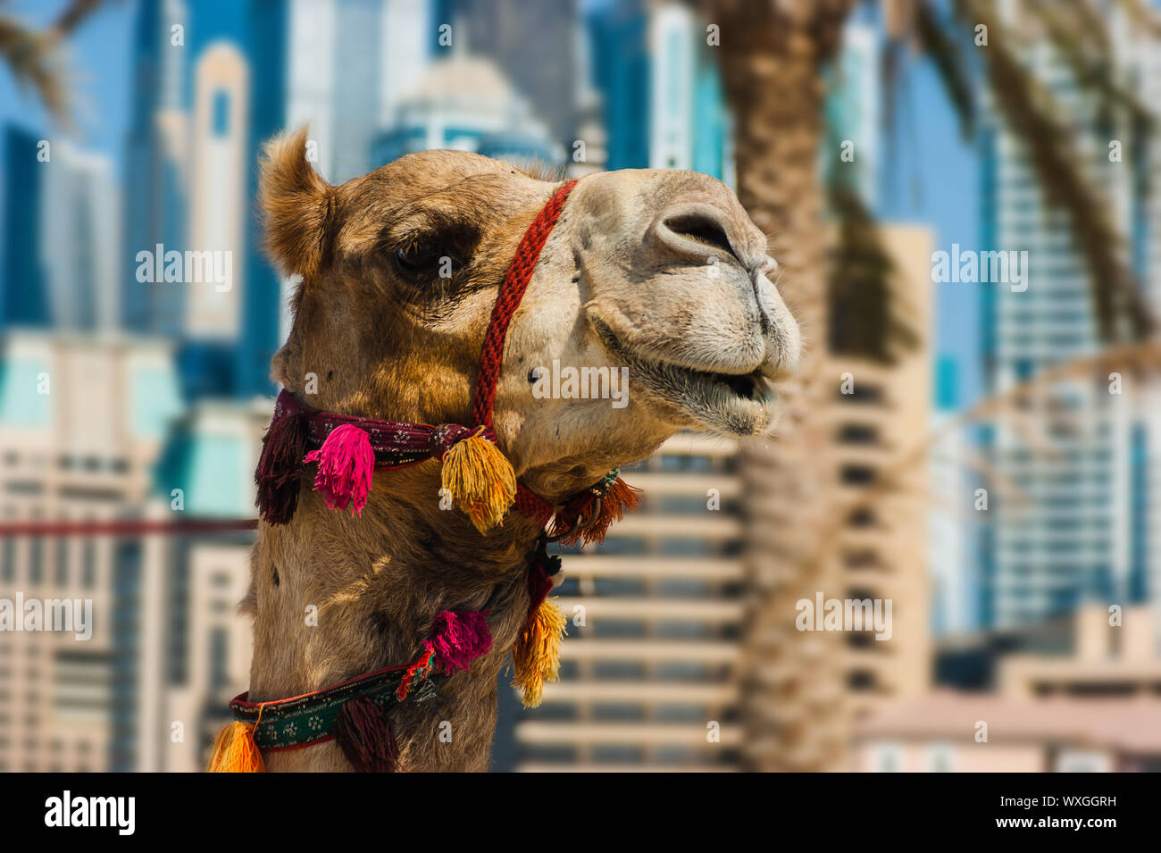 The muzzle of the African camel close-up Stock Photo - Alamy