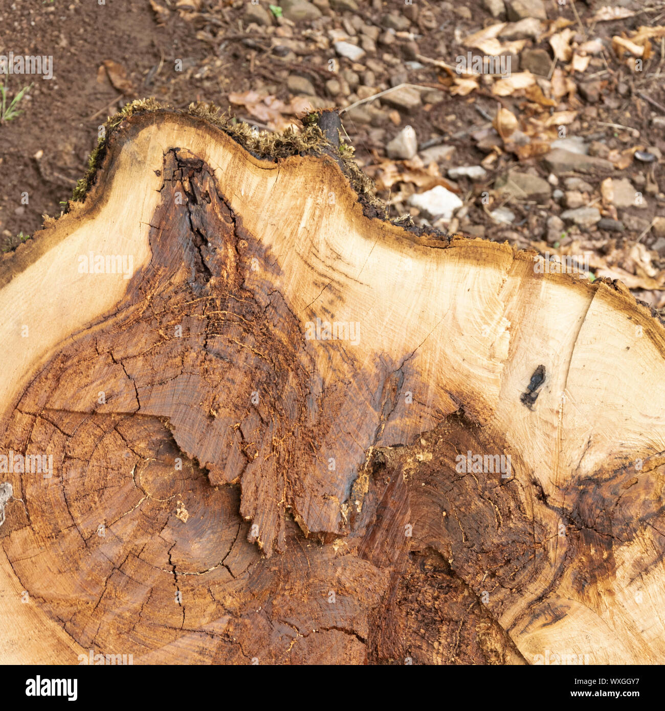 Close up of cut chestnut tree trunk Stock Photo - Alamy