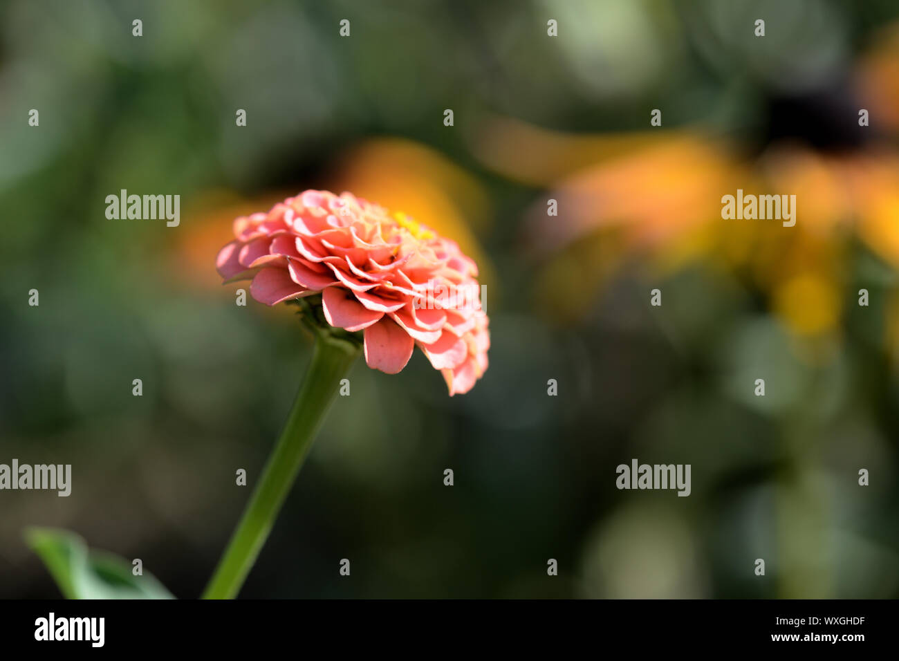 Beautiful zinnia flower blooms in a summer garden close-up Stock Photo ...