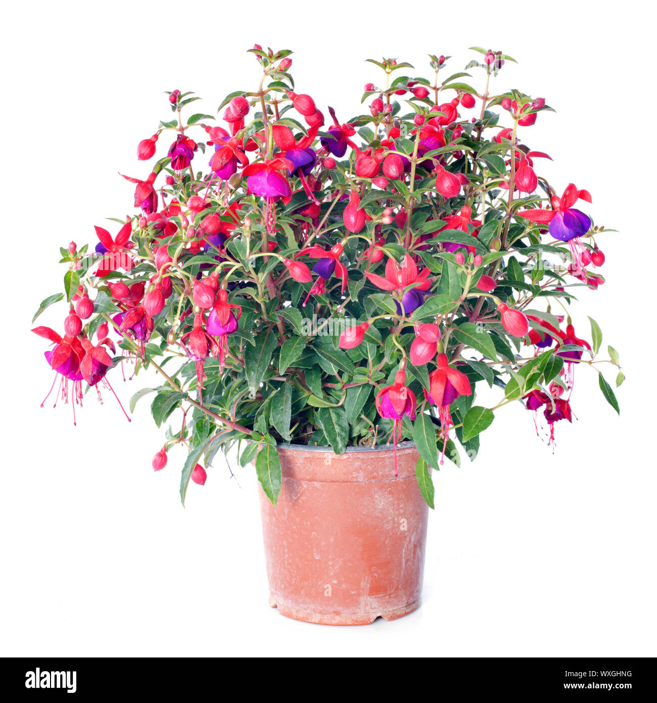 Fuchsia flowers in front of white background Stock Photo - Alamy