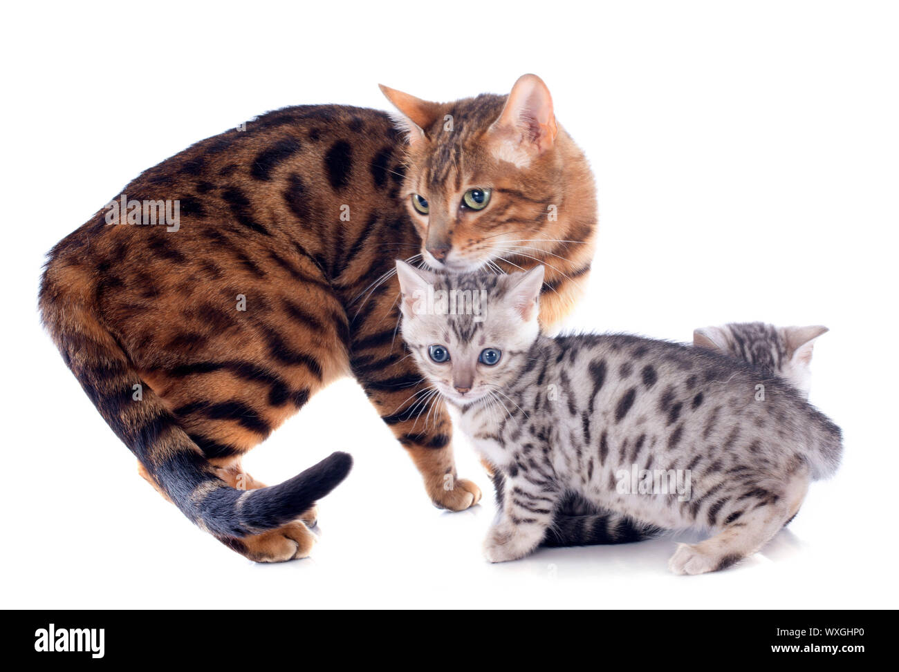 portrait of a purebred bengal family on a white background Stock Photo ...