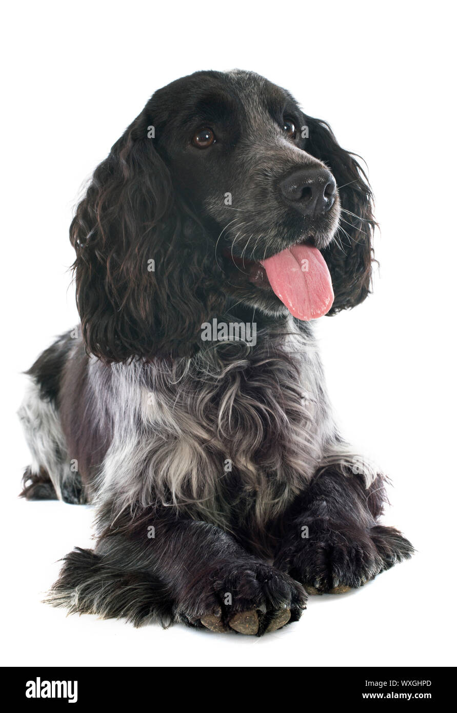 English cocker spaniel head Cut Out Stock Images & Pictures - Alamy