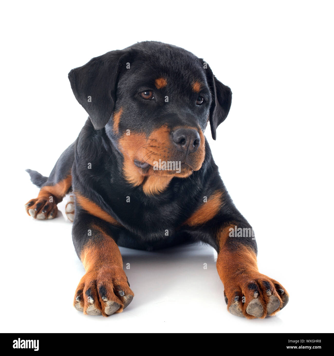 portrait of a purebred puppy rottweiler in front of white background ...