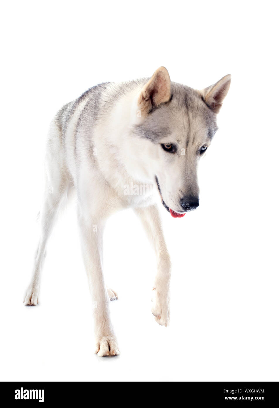 portrait of a beautiful purebred siberian husky Stock Photo - Alamy