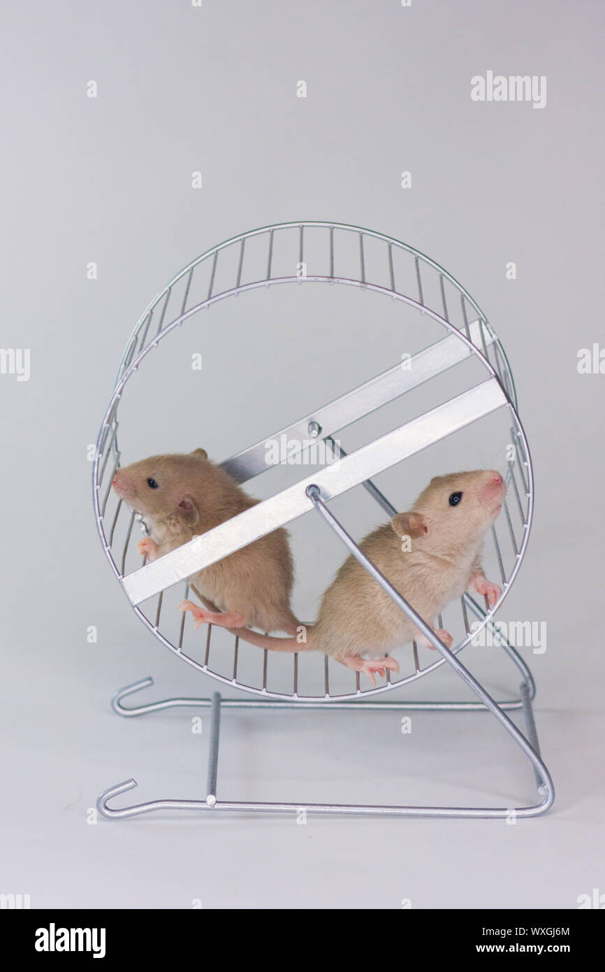 Spin mouse High Resolution Stock Photography and Images - Alamy