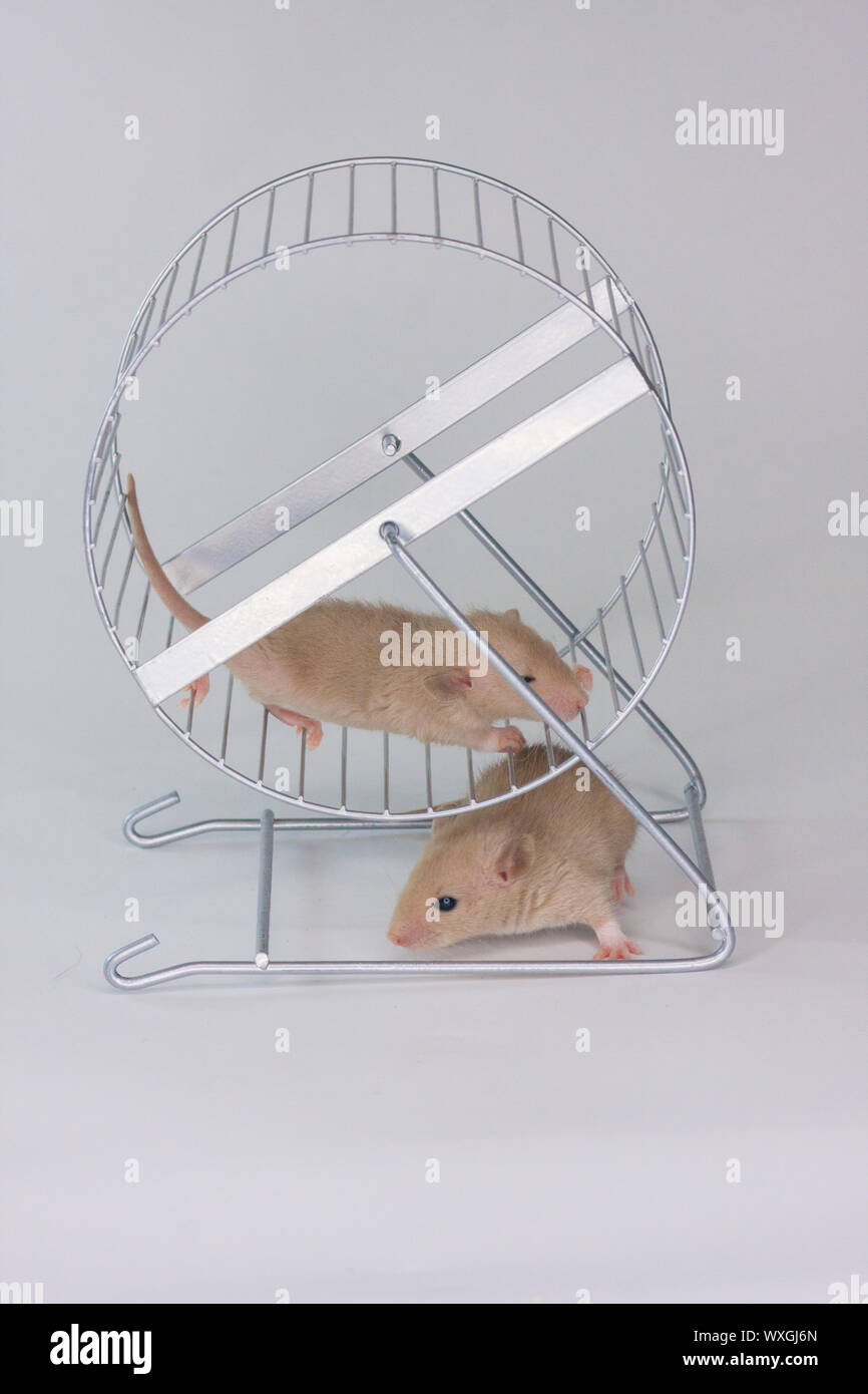 Rats run in the wheel. Mice spin a special wheel for rodents. Pets ...