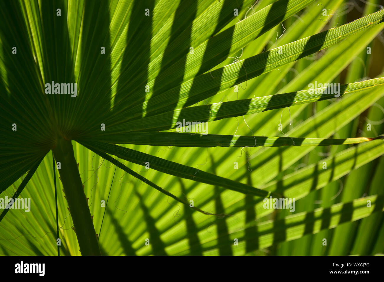 Split palm leaves hi-res stock photography and images - Alamy