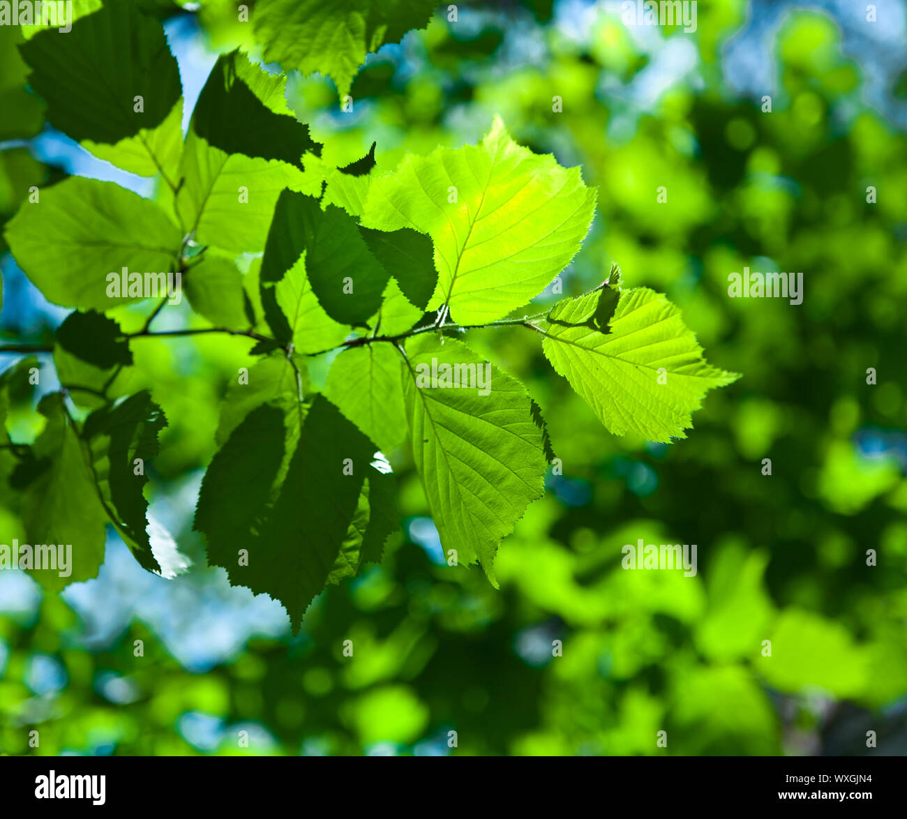 green fresh foliage Stock Photo - Alamy