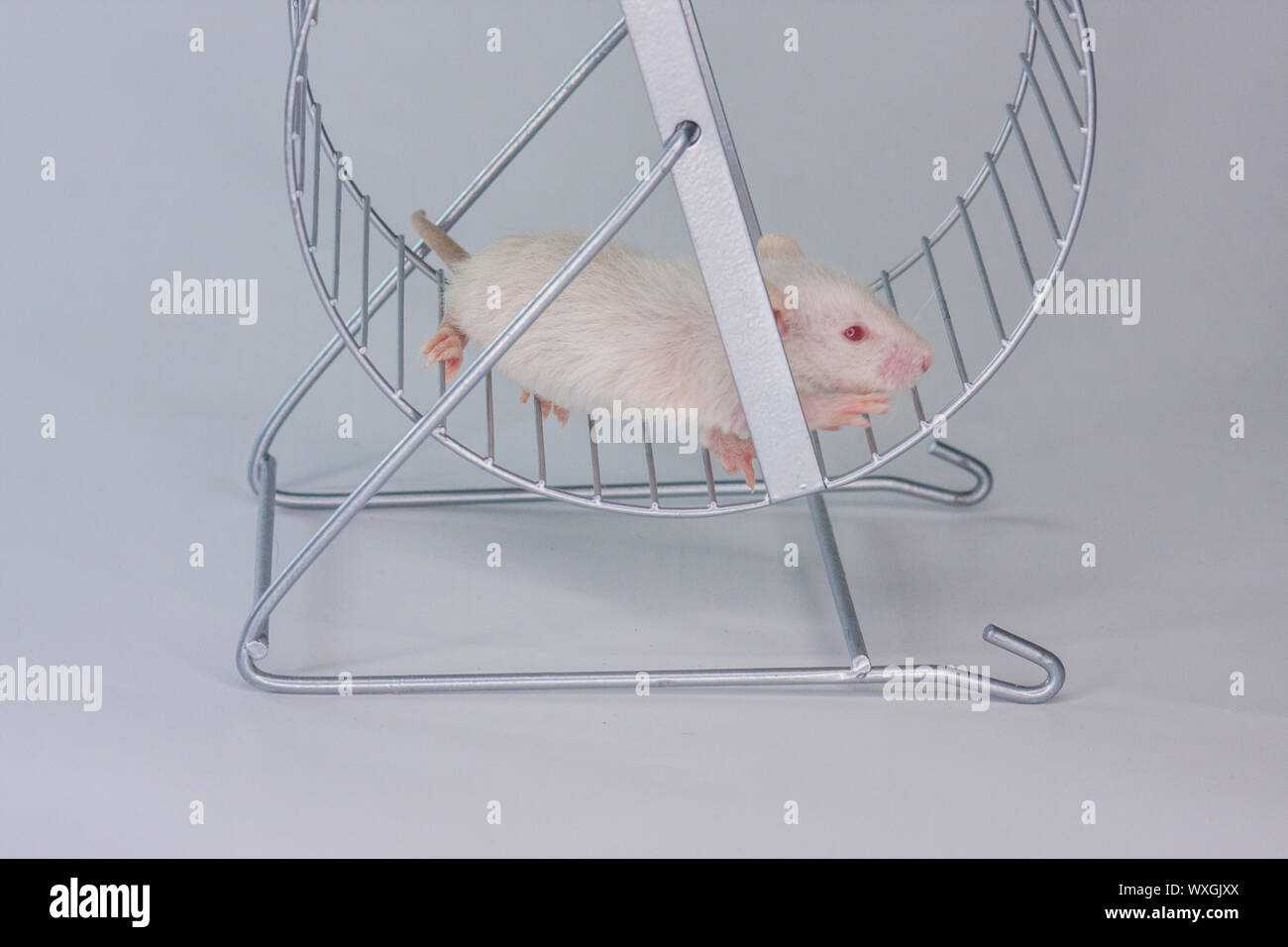 The concept of ripping. The mouse runs in the wheel. The rat turns a ...