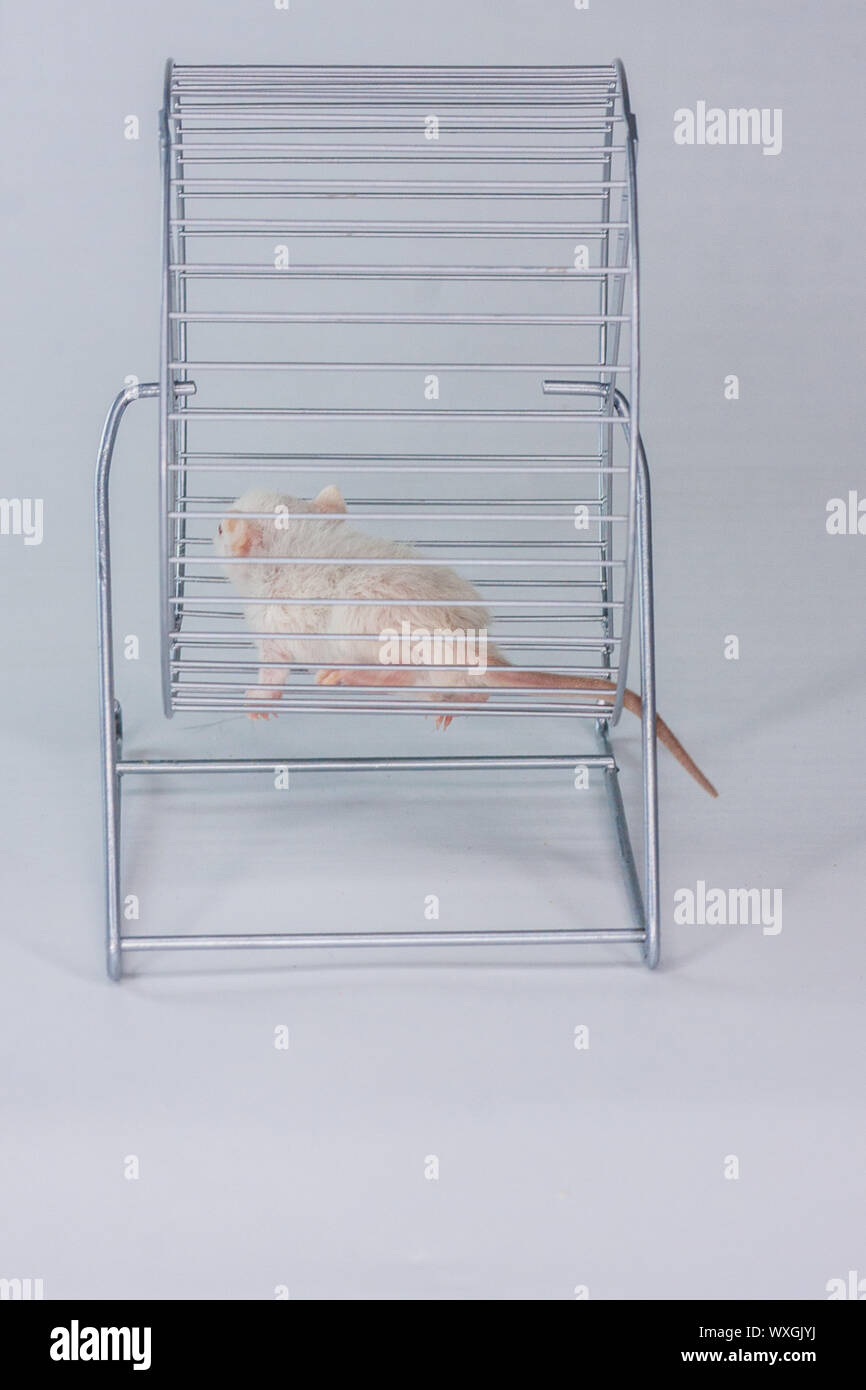 The mouse runs in a special wheel for animals. The rat turns the wheel ...