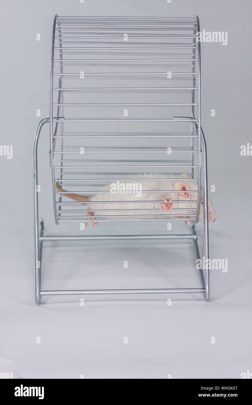 The concept of rest. The mouse is tired to run in the wheel. The rat is ...