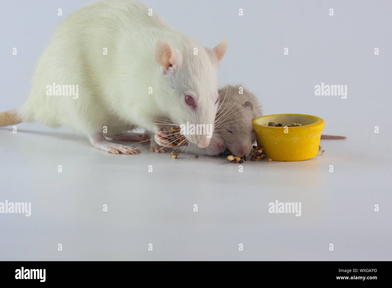 The mouse eats with its children. Rat close-up. Decorative animals eat ...
