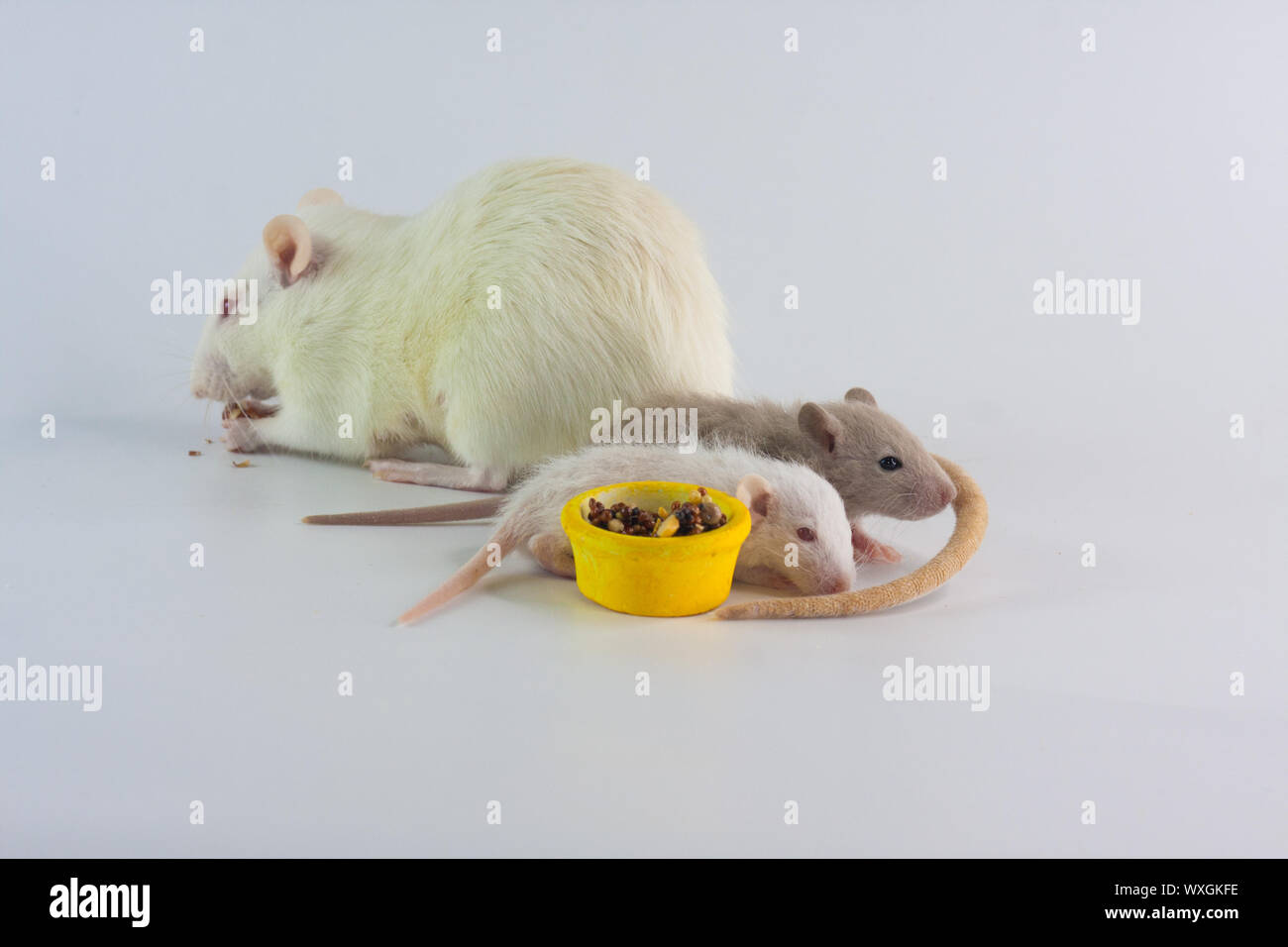 Eats Mice High Resolution Stock Photography and Images - Alamy