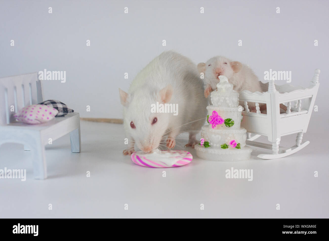 The concept is yummy. Rat bit the cake. The mouse eats the cake ...