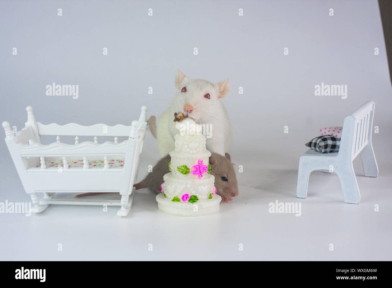 Concept of diet. A rat bites a cake. Mouse eats cake. Decorative ...