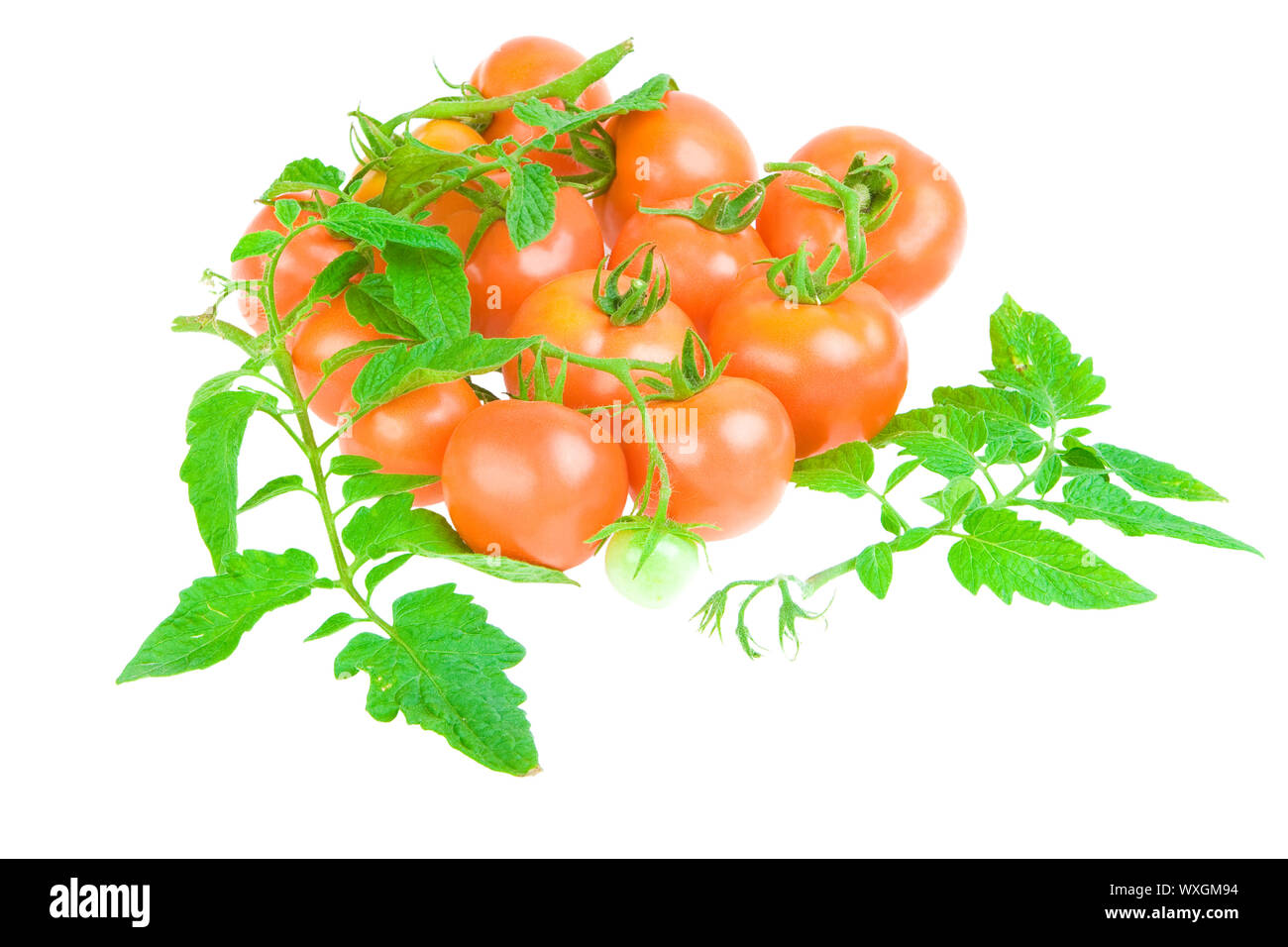 composition of tomato and foliage of tomato isolated on a white ...